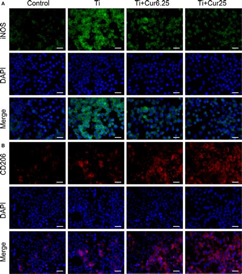 Elisa Results Of Cytokine Production By Raw Cells A Tnf α B