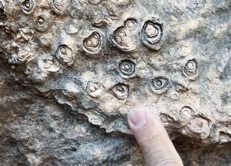 Nodules In Redwall Limestone Central Az Fossil Id The Fossil Forum