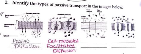 Solved 2 Identify The Types Of Passive Transport In The Chegg