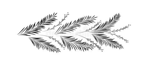 Pine Branch Berries Coniferous Trees Vector Illustration Hand Drawn