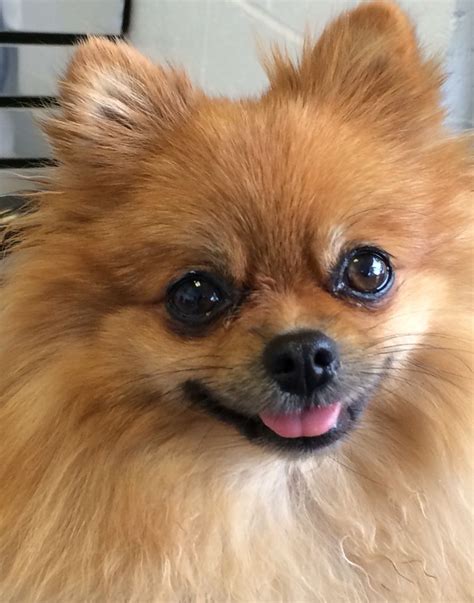 7 Best Dog Shampoos For A Pomeranian In 2023 Artofit