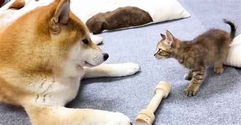 子猫と柴犬が対面を繰り返していると柴犬の母親化が止まらない 無邪気な子猫を優しく見守る姿にホッコリ エウレカ