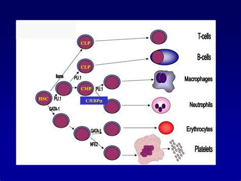 Role of C EBPα and PU 1 in hematopoietic cell differentiation HSC