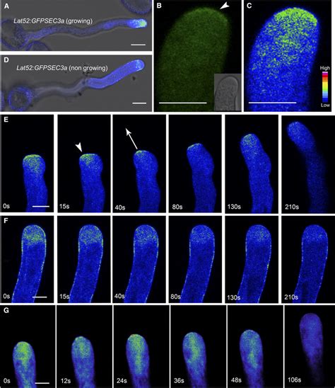 Localization Of Gfp Sec3a In Growing Arabidopsis Pollen Tubes A In Download Scientific