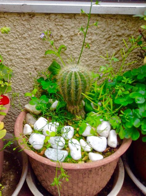 Lucky Clover With Cactus