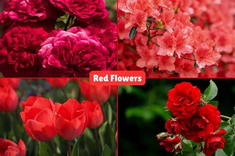 12 Red Flowers That Bloom In Spring Home Cadet