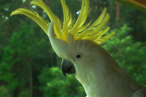 Cockatoos Learn How To Flip Open Garbage Bins By Copying Each Other