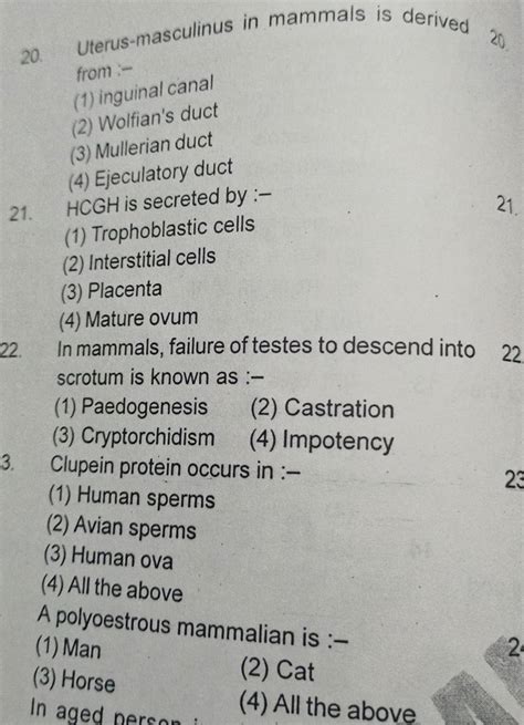 Uterus Masculinus In Mammals Is Derived 20 From Filo