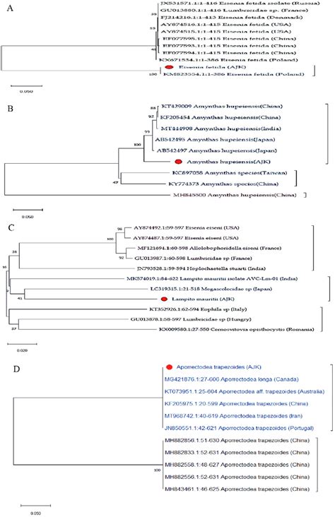 The Maximum Neighbor Joining Trees Of 11 Earthworm Species A Eisenia
