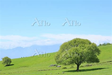 山梨県 八ヶ岳牧場 新緑のヤマナシの木 21599703 の写真素材 アフロ