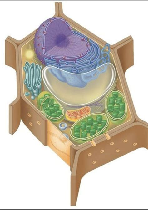 Plant Cell Structure Diagram Quizlet