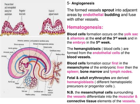 Ppt Early Development Of Mesodermal Derivatives In Human Embryo