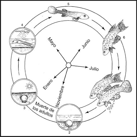 Ciclo De Vida De Los Peces