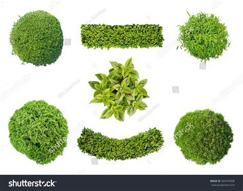 Shrubs Top View Images Stock Photos Vectors Shutterstock