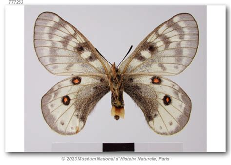 Parnassius Infernalis Illustris Type Specimens