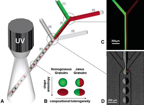 Microfluidic Methods In Janus Particle Synthesis Ijn Microfluidic Methods In Janus Particle Synthesis Ijn