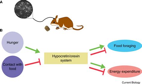 Feeding Behavior Hypocretinorexin Neurons Act Between Food Seeking