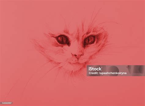 빨간 배경에 새끼 고양이의 초상화를 그리는 삽화 연필 그리기 고양이 새끼에 대한 스톡 벡터 아트 및 기타 이미지 고양이 새끼