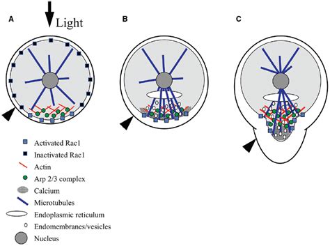 Model For Signaling During Polarity Establishment A Rac1