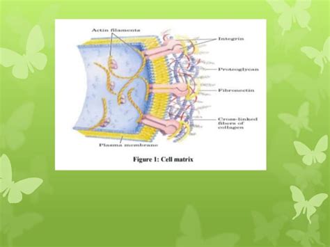 Adherent And Non Adherent Cells Importance Of Substrate In Cell