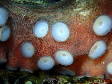 Suction Cups Or Suckers On The Tentacles Of Common Octopus Octopus