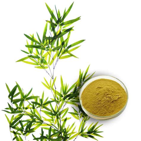 Four Main Methods For Extracting Bamboo Leaf Extract From Plants