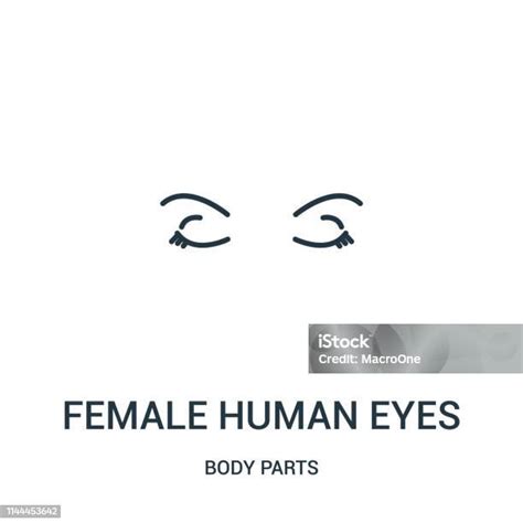 신체 부위 컬렉션에서 여성 인간의 눈 아이콘 벡터입니다 얇은 라인 여성 인간의 눈 개요 아이콘 벡터 일러스트 레이 션 눈 신체 부분에 대한 스톡 벡터 아트 및 기타 이미지