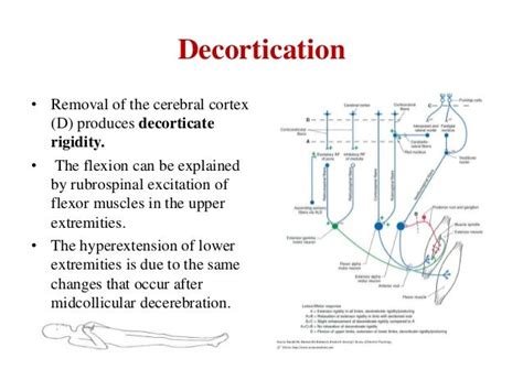 Muscle Tone Munish G B Pant Delhi