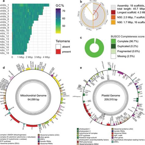 Genome Of C Viridis A Plot Showing Gc Content And Length Of The 18