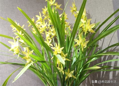 想讓蘭花開花？需要做好這「3點」，不然只長葉不開花 每日頭條