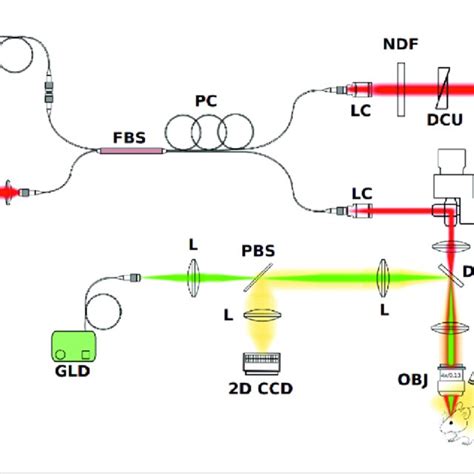 S Multifunctional Oct System For Stroke Induction And Brain Imaging