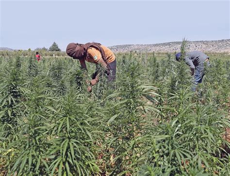 Lebanese Security Forces Combat Drug Trafficking Unipath