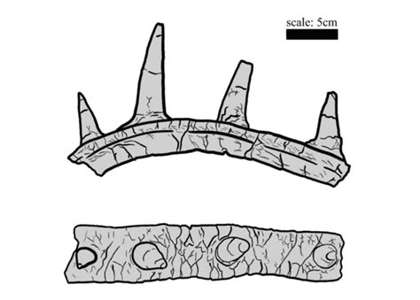 Spicomellus Wikiwand