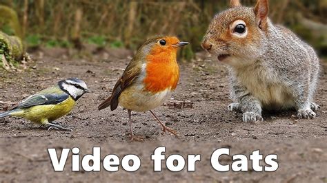 Birds For Cats To Watch Squirrels And Birds Cat Games Extravaganza