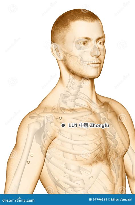 Drawing Acupuncture Point Lu1 Zhongfu 3d Illustration Stock