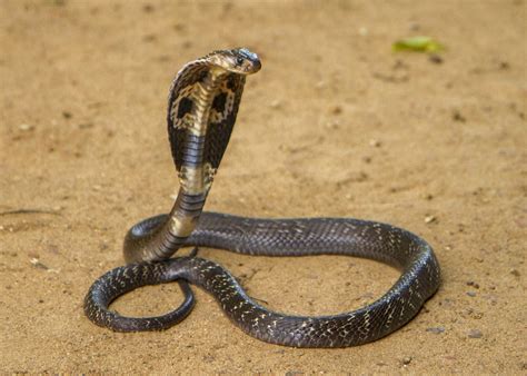 Indian King Cobra Snake Wallpaper 50 Images