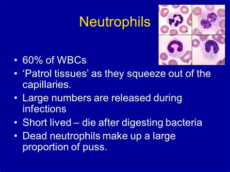 The Immune System Presentation Biology