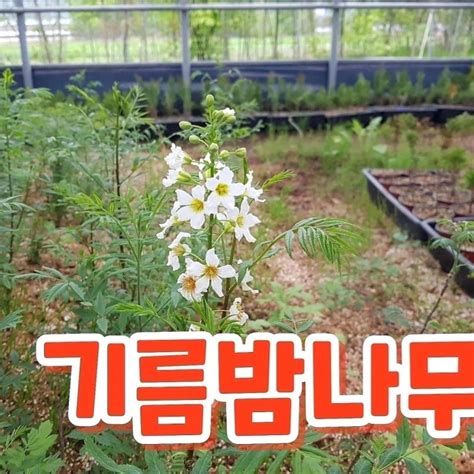 기름밤나무 묘목농장 네이버 블로그