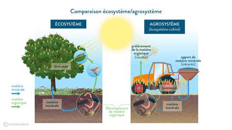 schéma fonctionnement d un agrosystème