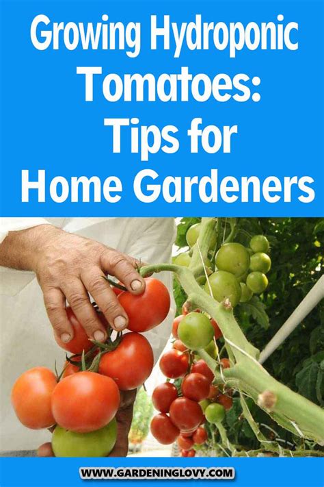 Growing Hydroponic Tomatoes Tips For Home Gardeners Hydroponic