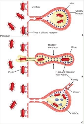 Antimicrobial Susceptibility Testing Exam 2 Flashcards Quizlet