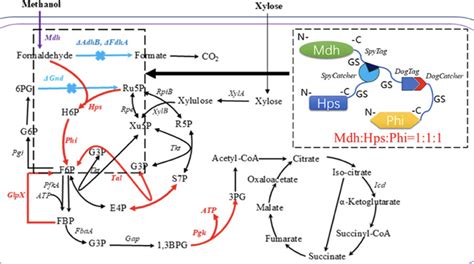 Converting Bacillus Subtilis 168 To A Synthetic