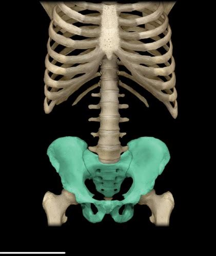 Lower Appendicular Skeleton Flashcards Quizlet