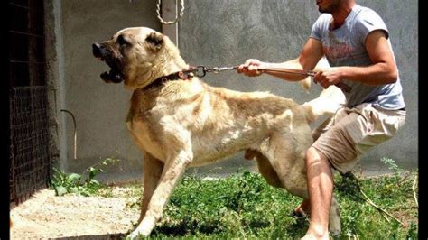 ტოპ 10 ყველაზე ძლიერი ძაღლის ჯიში Youtube