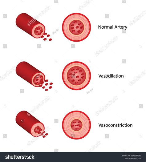 8304 微动脉 图片、库存照片和矢量图 Shutterstock