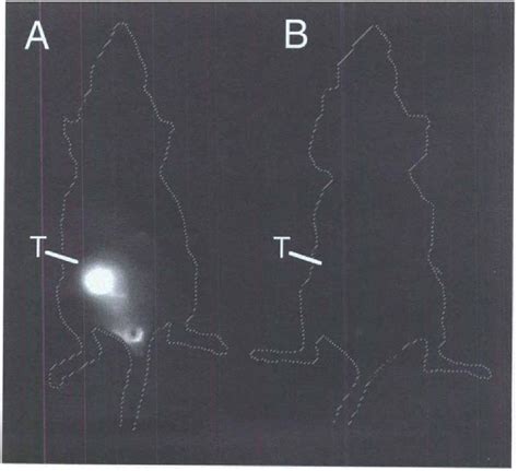 Figure 2 From Phage Display Libraries As A Source Of Tumour Targeting