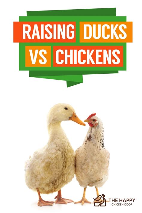 Raising Ducks Vs Chickens The Happy Chicken Coop