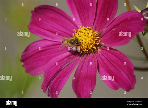 Honey Bee On A Red Blossom Of The Flower Jewel Basket Stock Photo Alamy