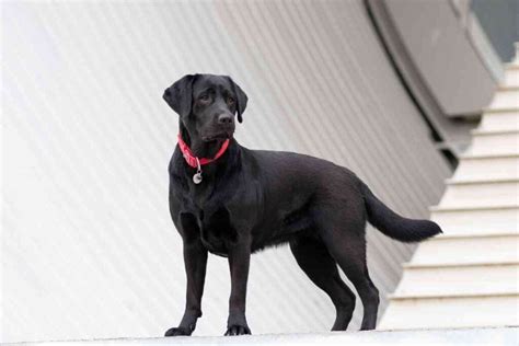 Labrador Retriever Average Height A Guide To All Ages Retriever Advice