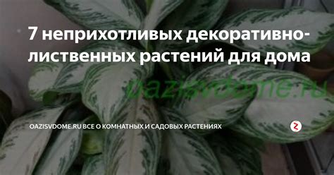 7 неприхотливых декоративно лиственных растений для дома Oazisvdome